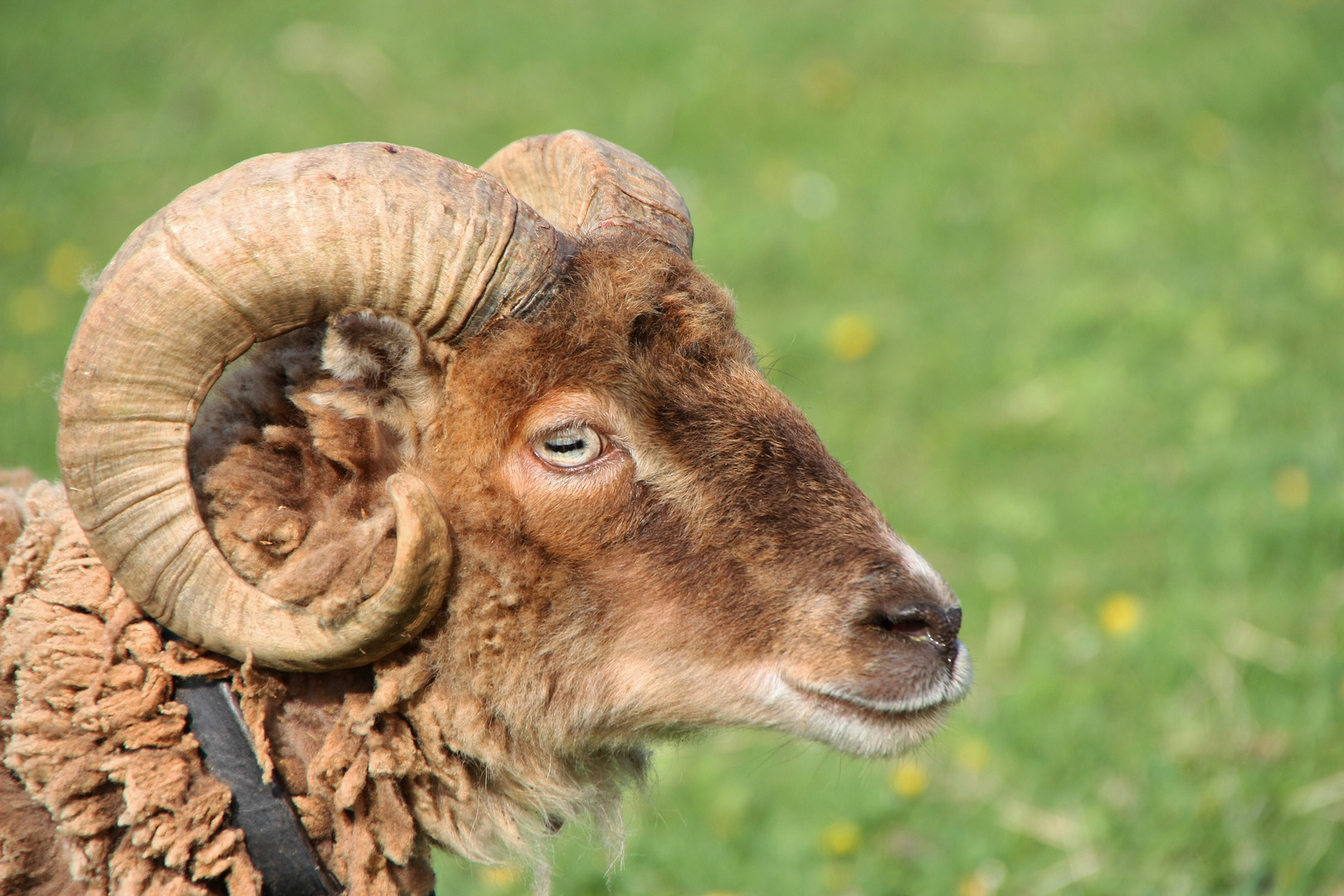 Mufflon Foto & Bild | tiere, zoo, wildpark & falknerei, tiere überall ...