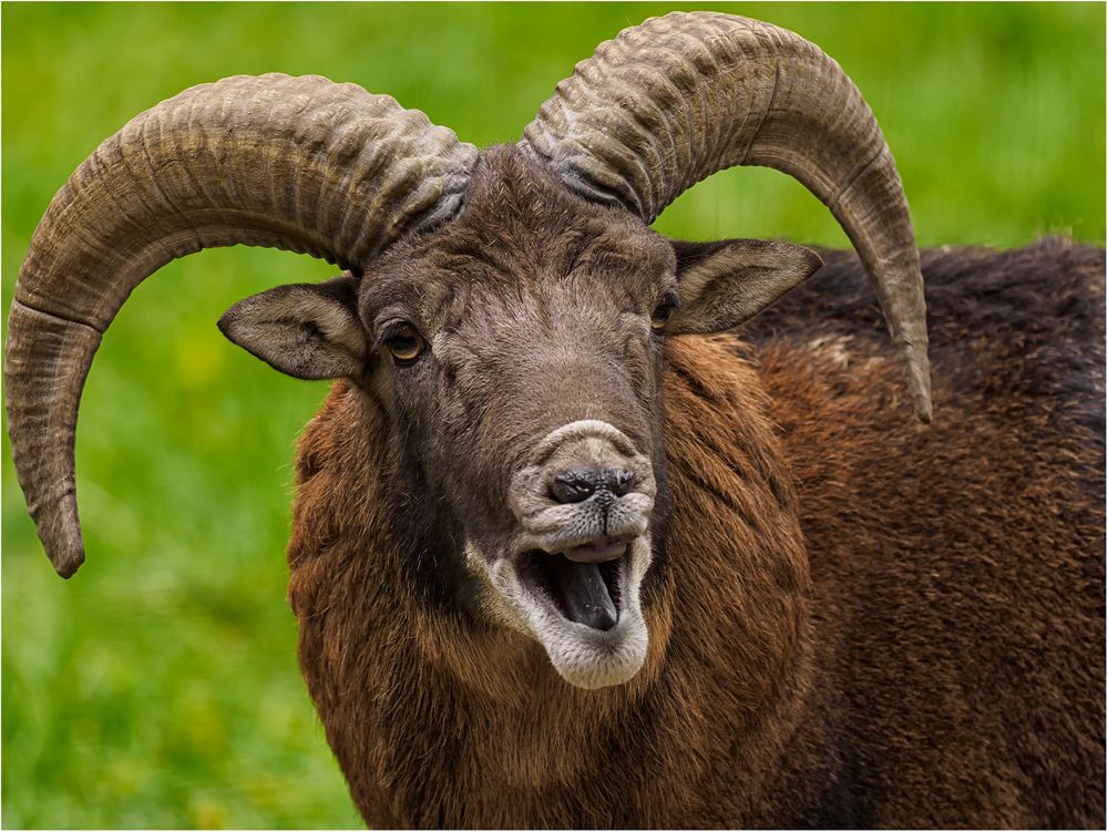 Mufflon Foto & Bild | nature, natur, portrait Bilder auf fotocommunity