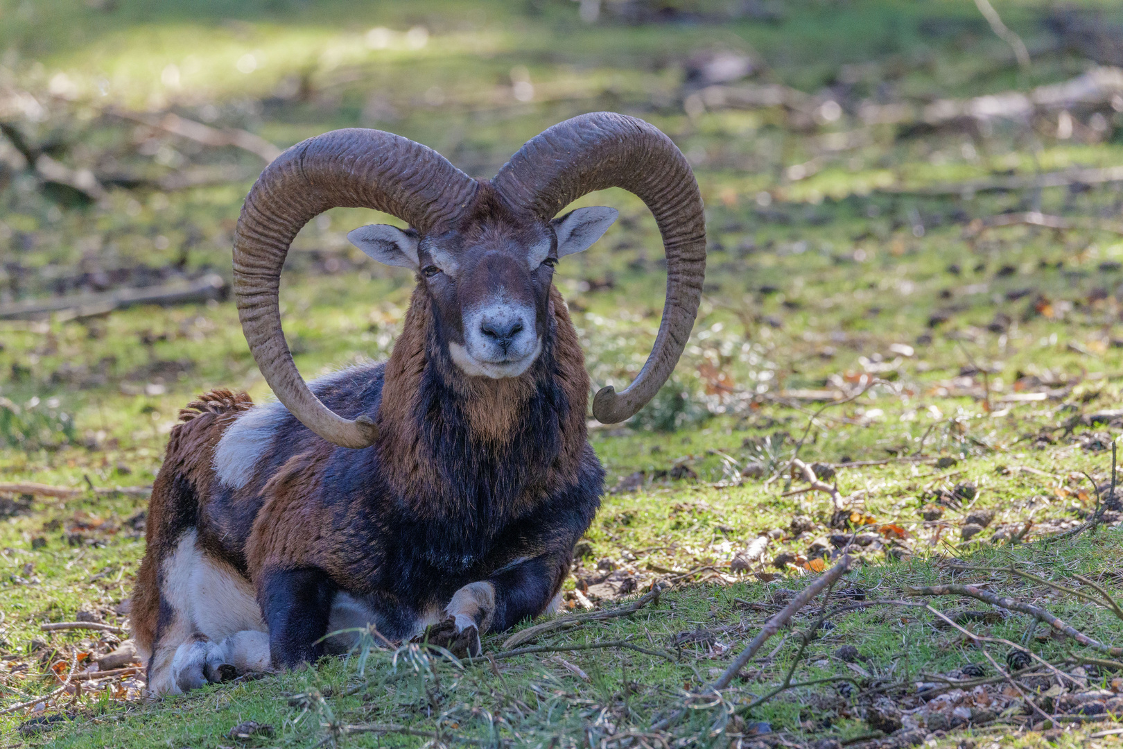 Mufflon Foto & Bild | tiere, zoo, wildpark & falknerei, natur Bilder ...