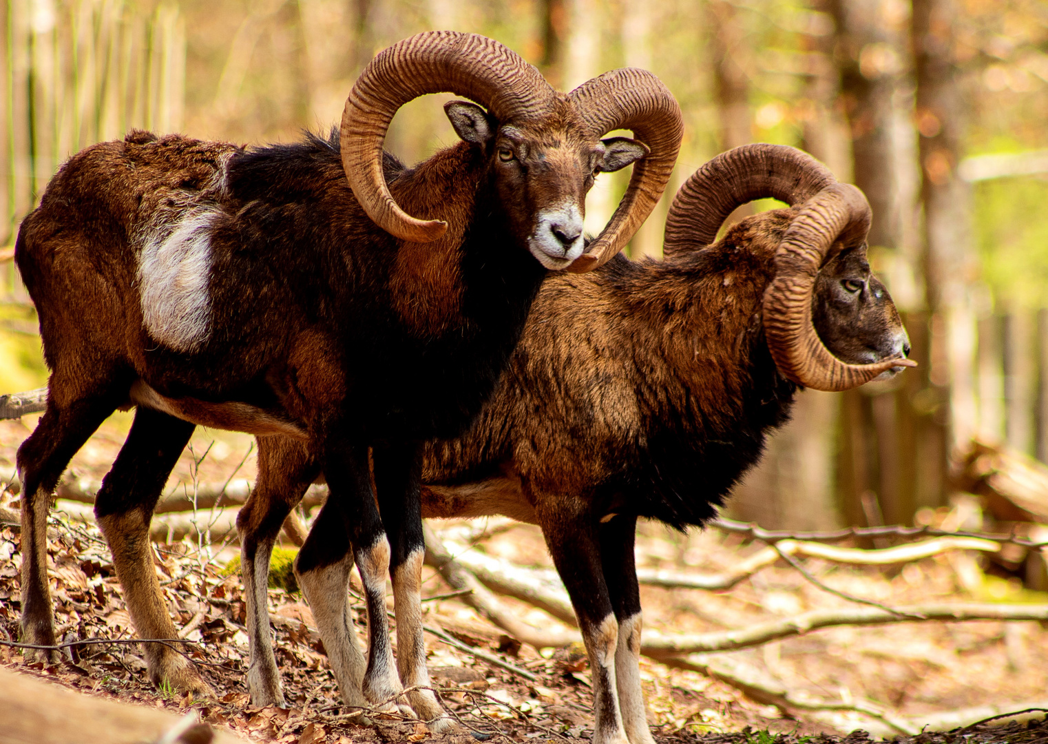 Mufflon Foto & Bild | tiere, wildlife, wildlife: sonstige tiere Bilder ...