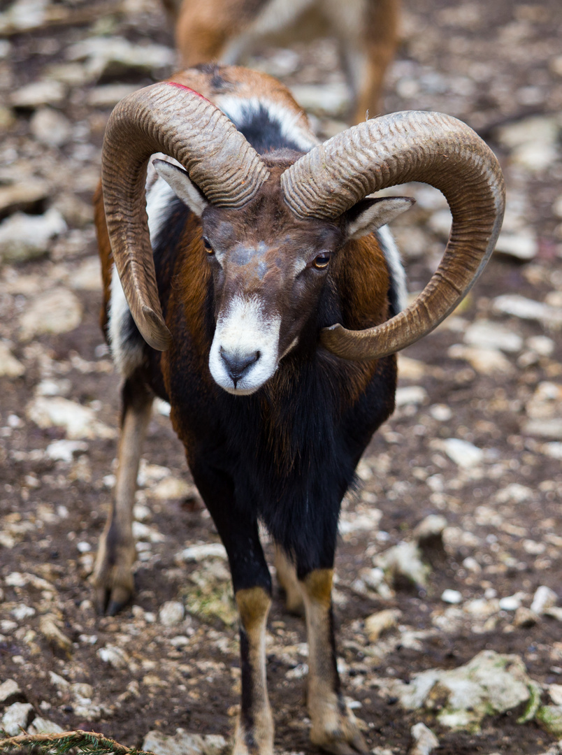 Mufflon Foto & Bild | tiere, natur Bilder auf fotocommunity