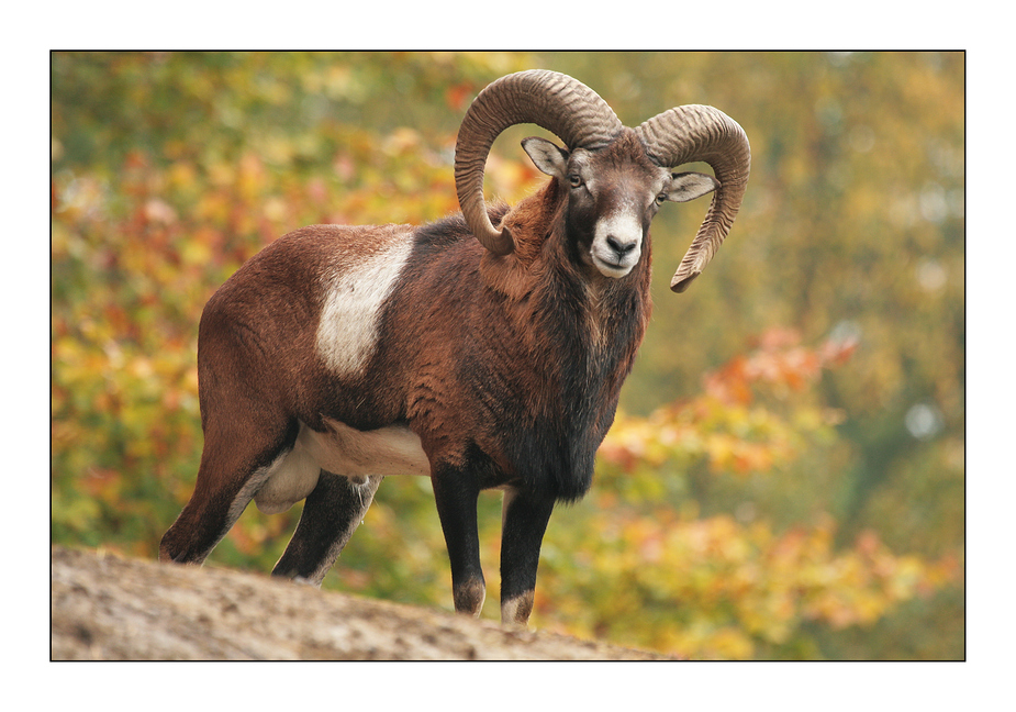 Mufflon Foto & Bild | tiere, zoo, wildpark & falknerei, säugetiere ...