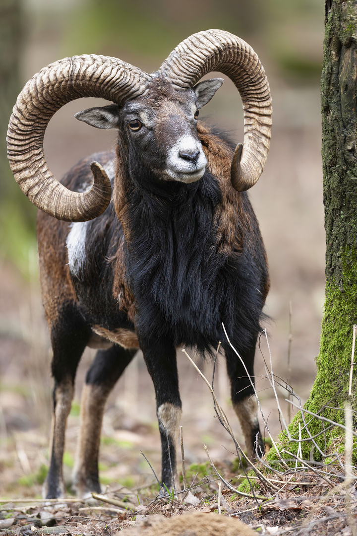Mufflon Foto & Bild | tiere, wildlife, säugetiere Bilder auf fotocommunity