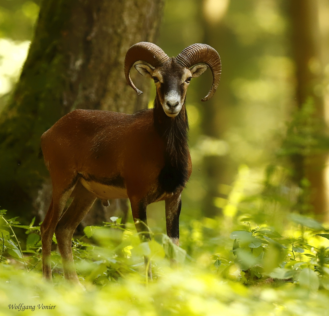 Mufflon Foto & Bild | natur, zoo, tiere Bilder auf fotocommunity