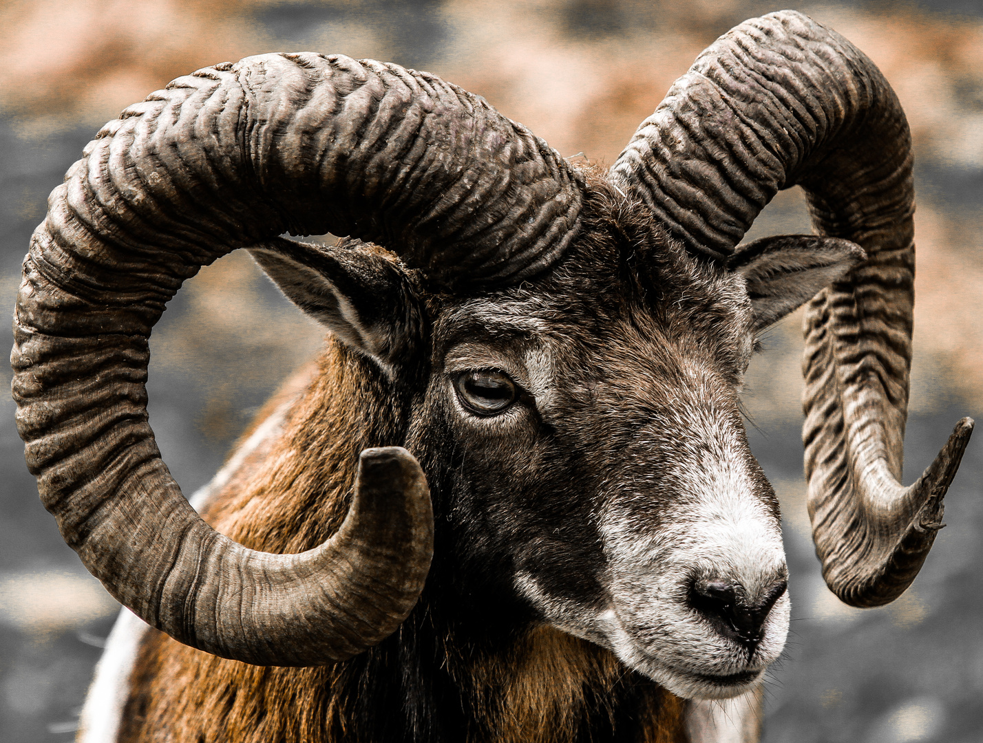 Mufflon Foto & Bild | tiere, zoo, wildpark & falknerei, tier Bilder auf ...