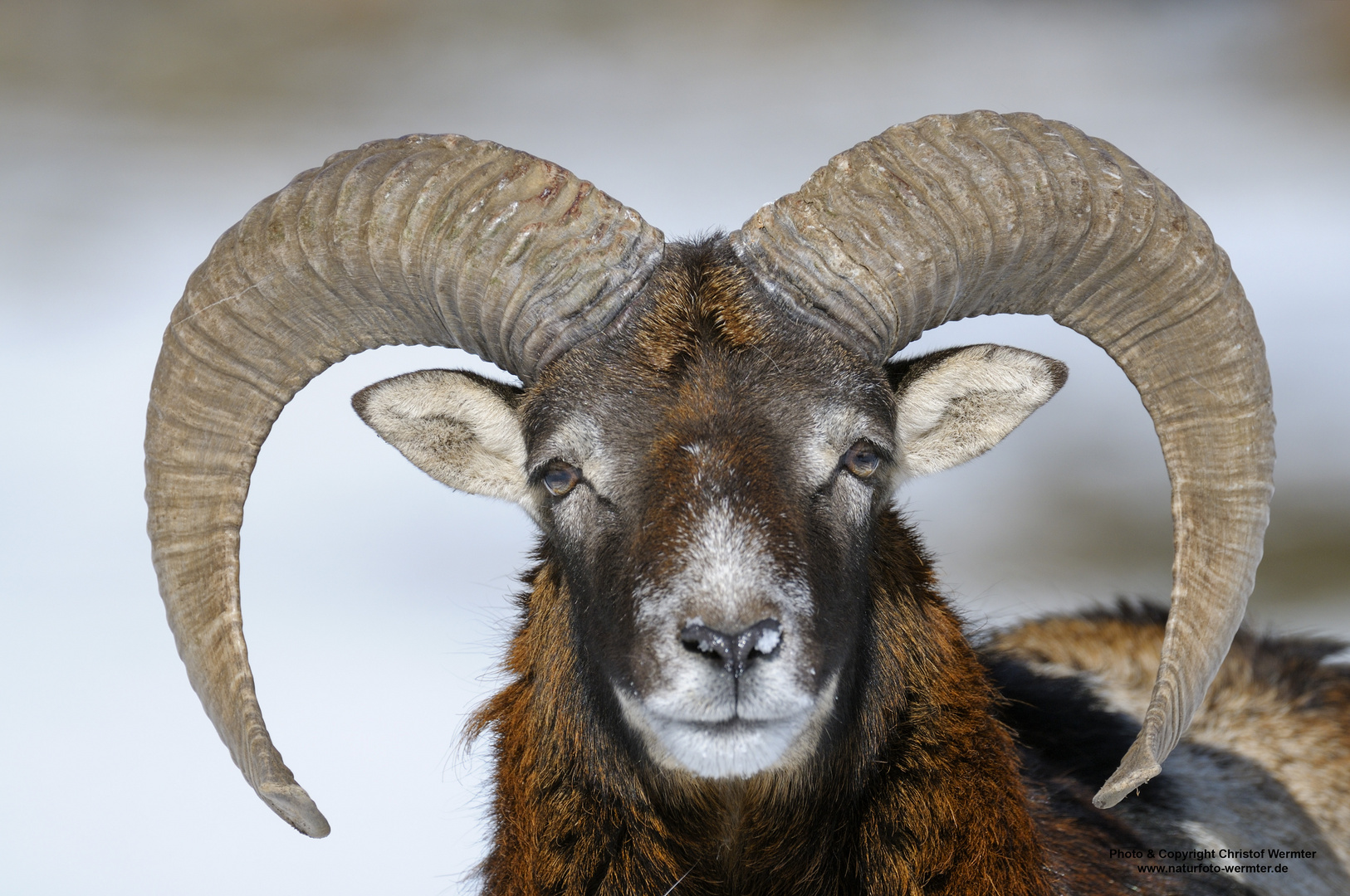 Mufflon Foto & Bild | tiere, zoo, wildpark & falknerei, säugetiere ...