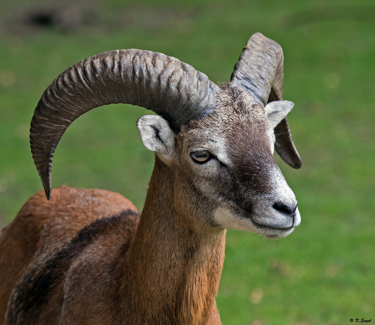 Mufflon Foto & Bild | natur, landschaft, zoo Bilder auf fotocommunity