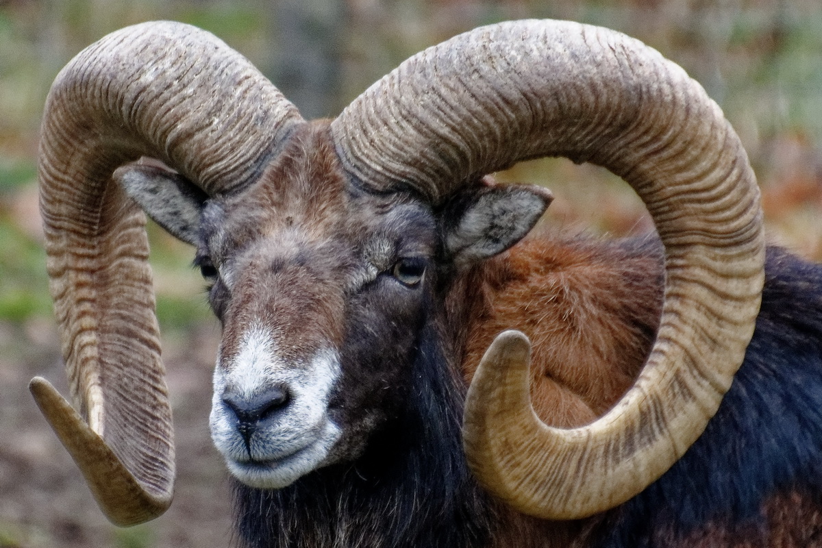 Mufflon Portrait Foto & Bild | tiere, zoo, wildpark & falknerei ...