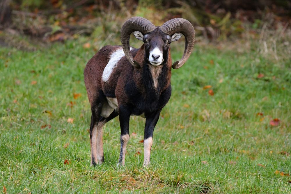 Mufflon Widder Foto & Bild | tiere, wildlife, säugetiere Bilder auf ...
