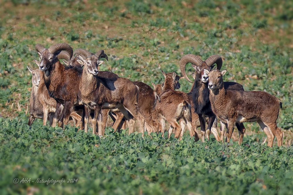 Mufflons wildlife - 1 Foto & Bild | natur, tiere, wildlife Bilder auf fotocommunity