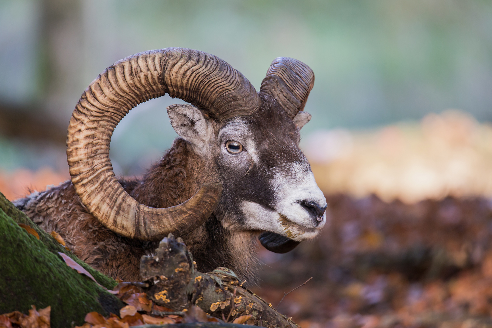 Mufflonwidder I (Ovis gmelini musimon) Foto & Bild | wald, natur, zoo ...