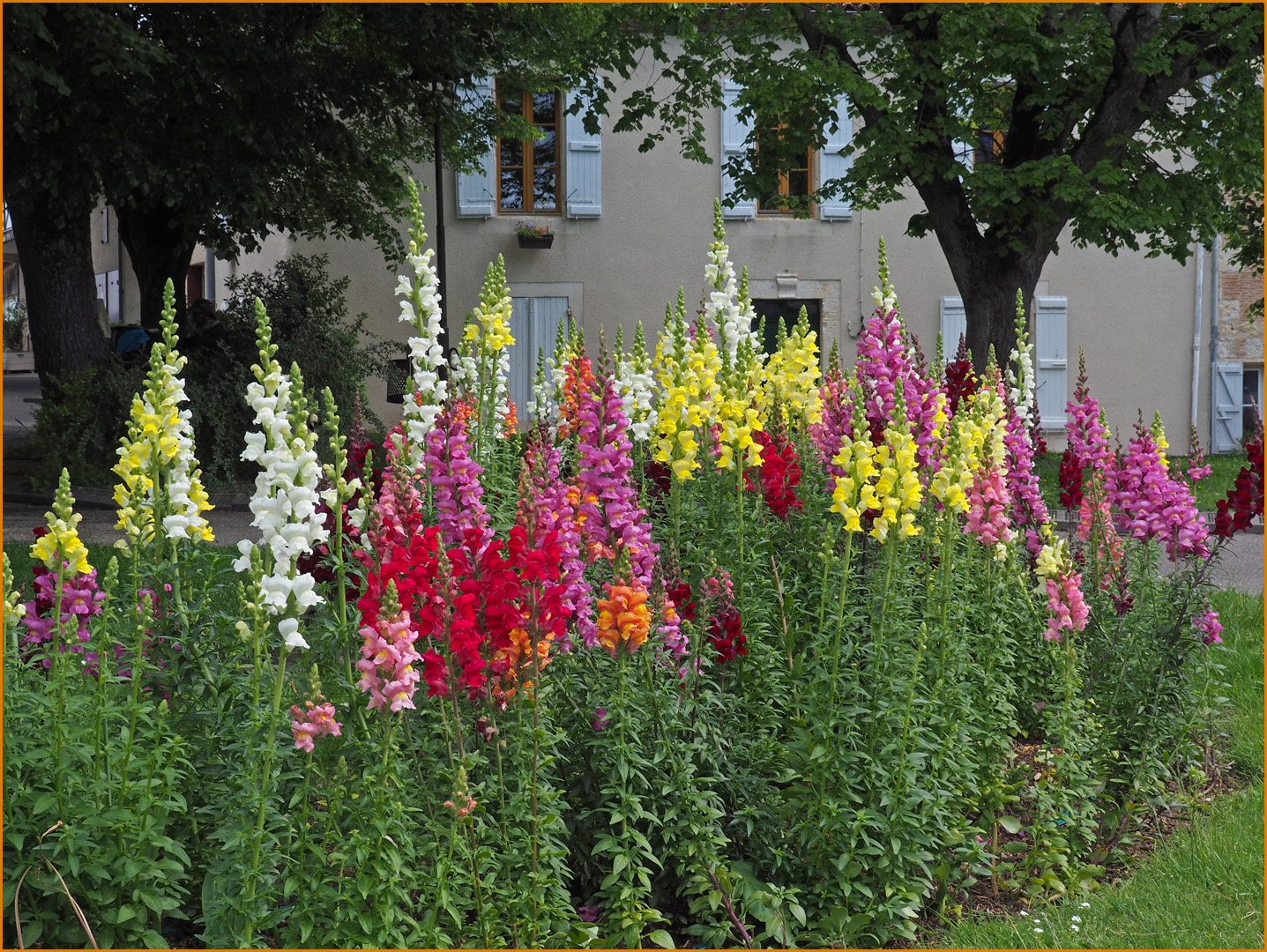 Mufliers photo et image | europe, france, midi-pyrénées Images ...