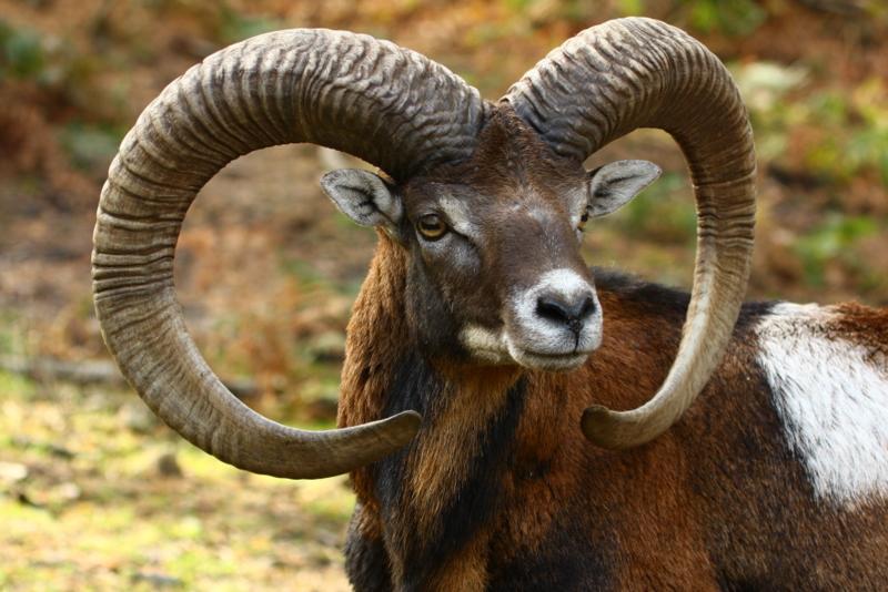 Muflon Foto & Bild | tiere, wildlife, wildlife: sonstige tiere Bilder ...