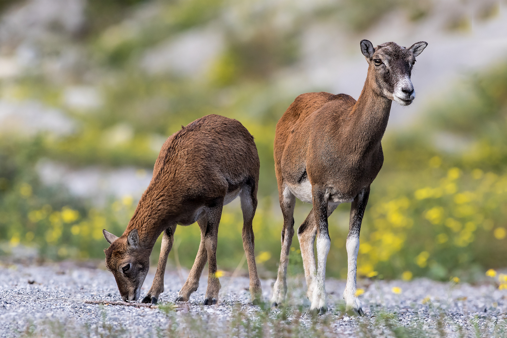 Mufloni Foto % Immagini| animali, mammiferi allo stato libero, animali ...