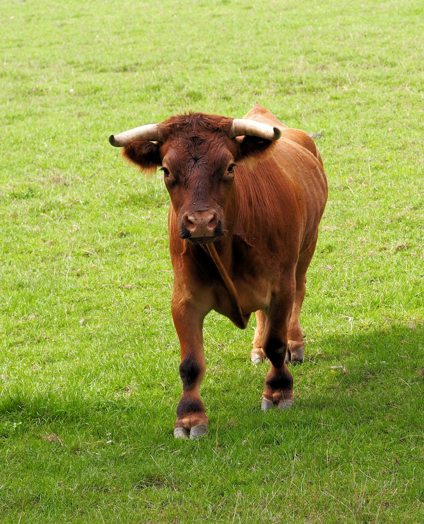 Muh .... Foto & Bild | fotos, natur, kuh Bilder auf fotocommunity