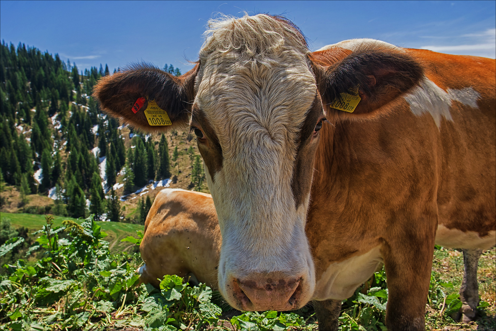 Muh Foto & Bild | fun, nikon, world Bilder auf fotocommunity