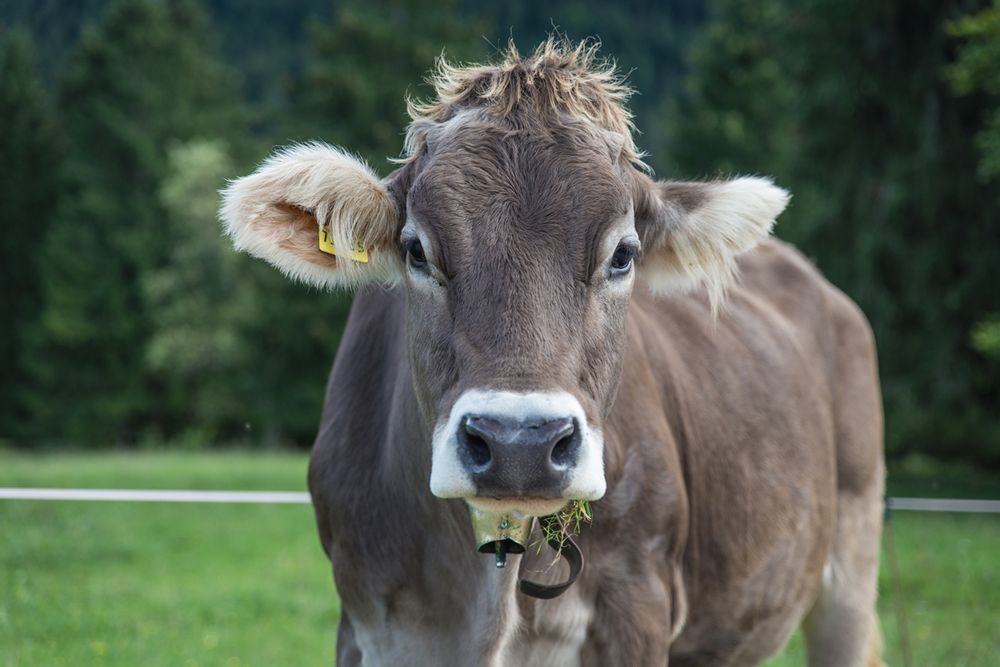 Muh! Foto & Bild | wiese, gras, natur Bilder auf fotocommunity