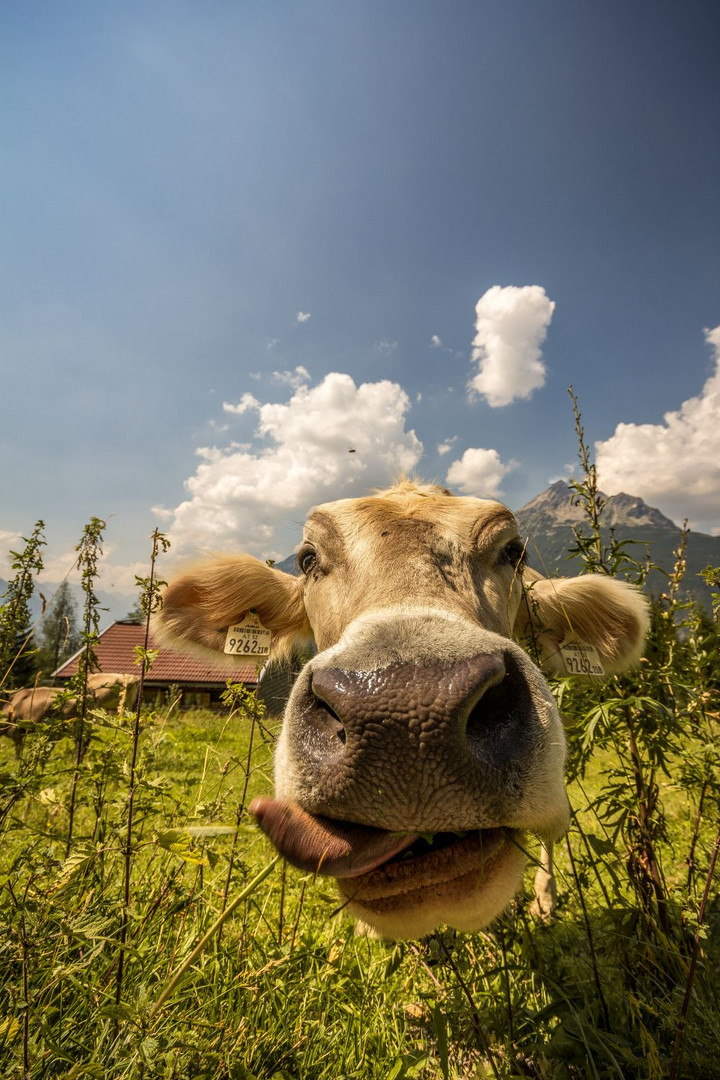 Muh! Foto & Bild | europe, Österreich, tirol Bilder auf fotocommunity