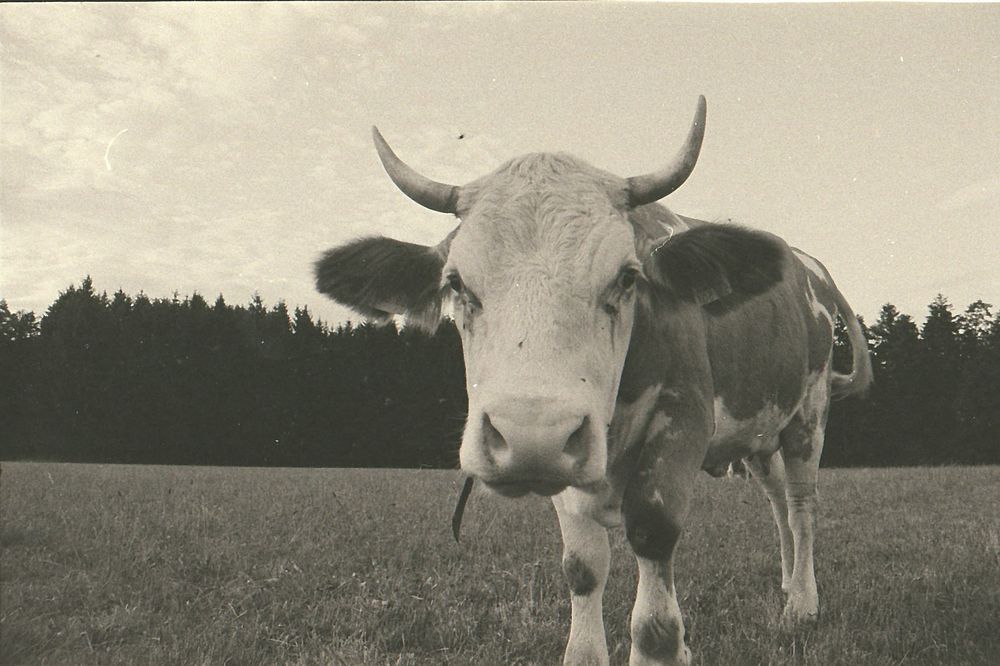 Muh-Kuh Foto & Bild | archiv - kritik am bild, konstruktive ...