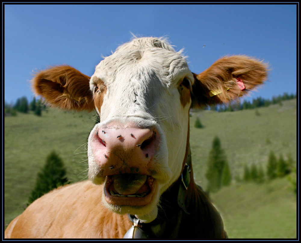 MUH sagt die Kuh und fragt sich, was ich da tu(h) :-) Foto & Bild ...
