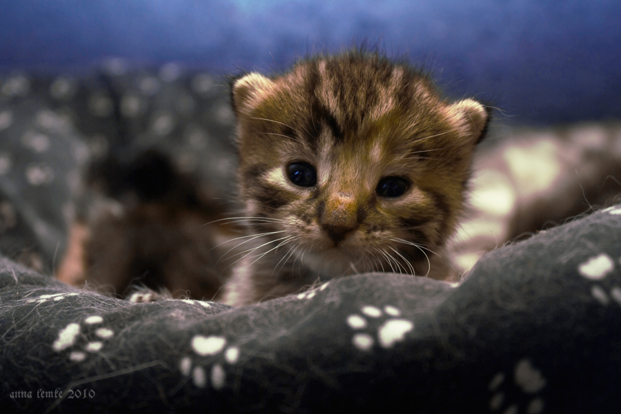 Muhahaha... Foto & Bild | tiere, tierkinder, natur Bilder auf fotocommunity