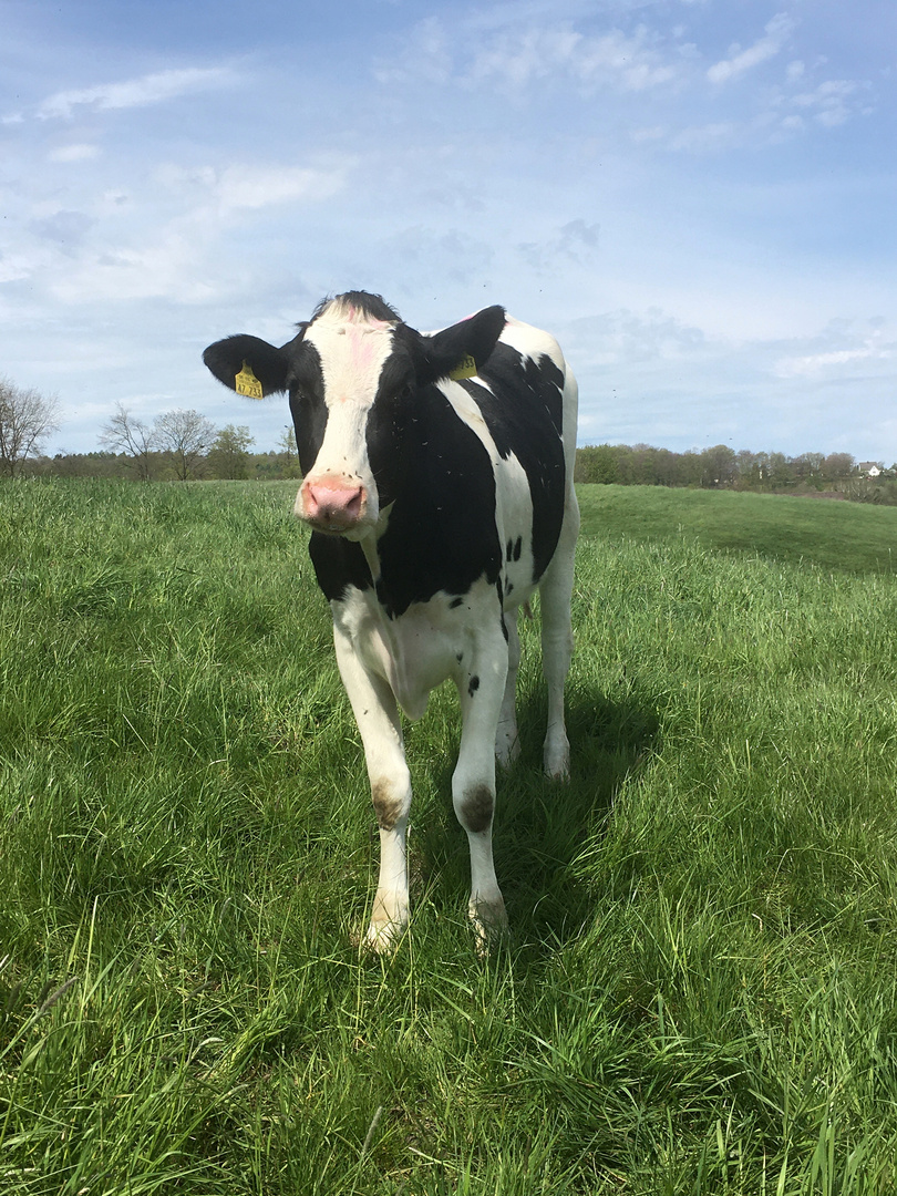 Muhhh ... einen schönen Wochenteiler Foto & Bild | tiere, haustiere ...