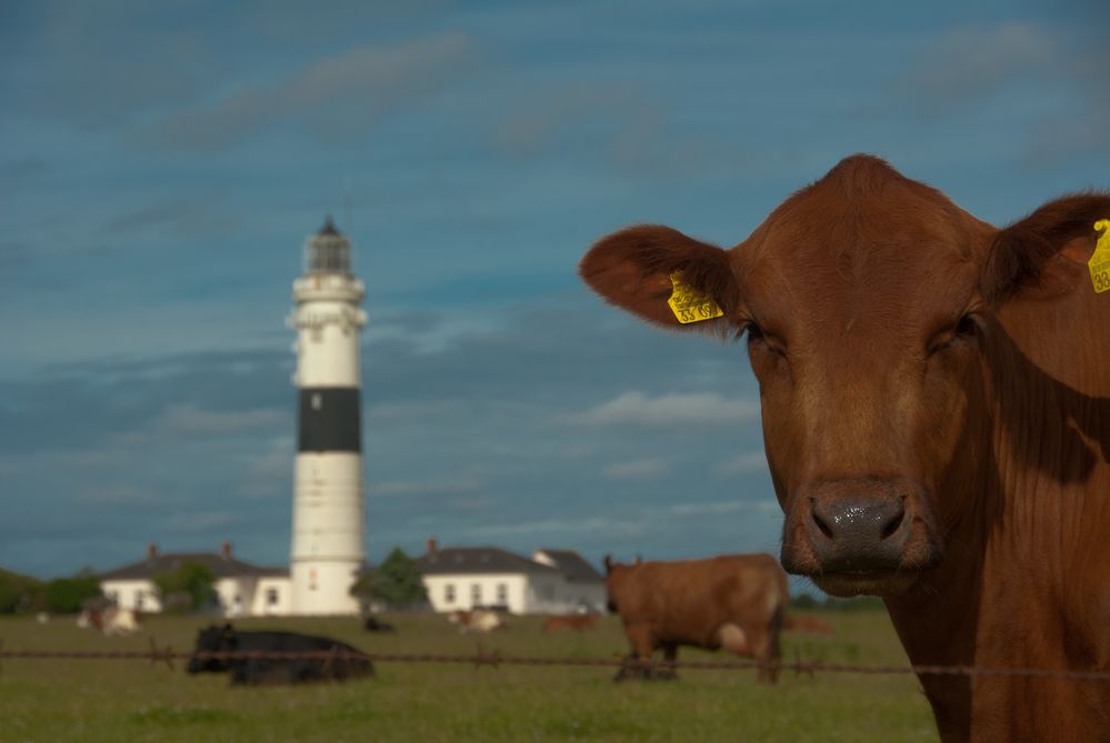 MUHHH !!! Foto & Bild | landschaft, experimente, natur Bilder auf ...