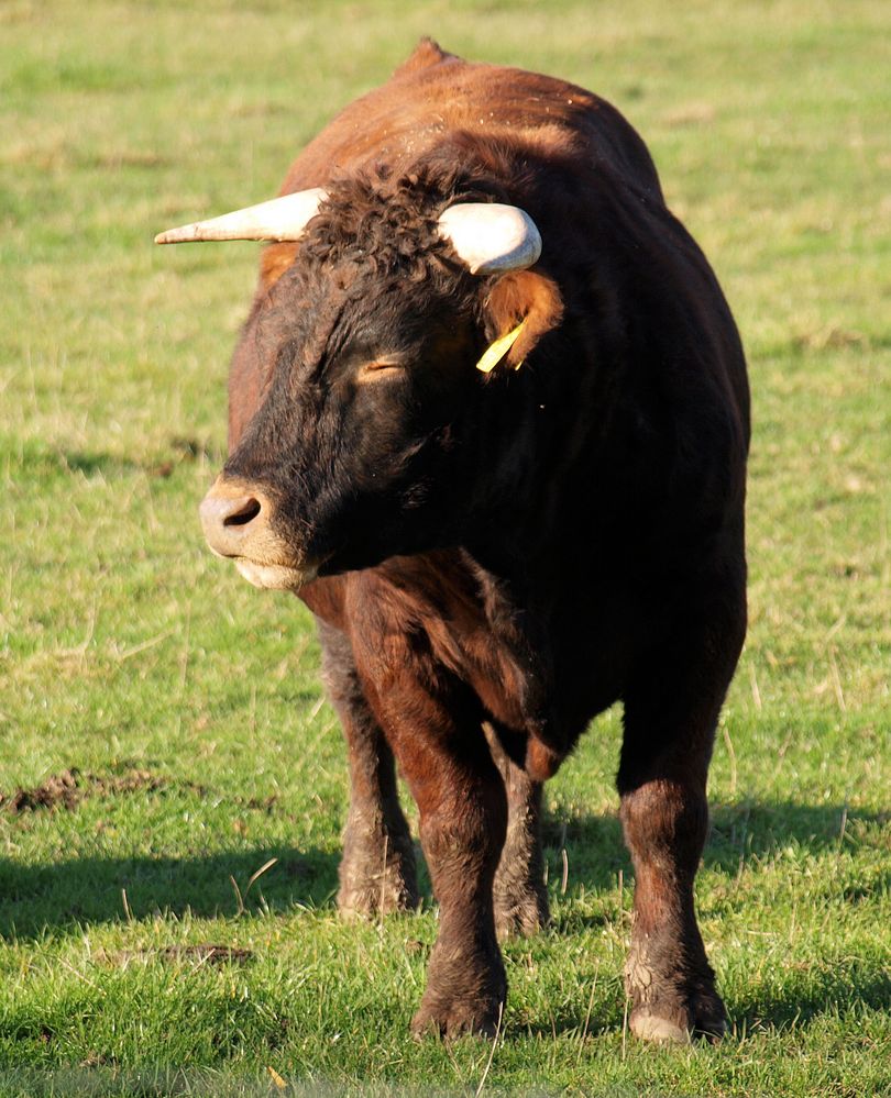 Muhhh to yoouuu... Foto & Bild | tiere, haustiere, nutztiere Bilder auf ...