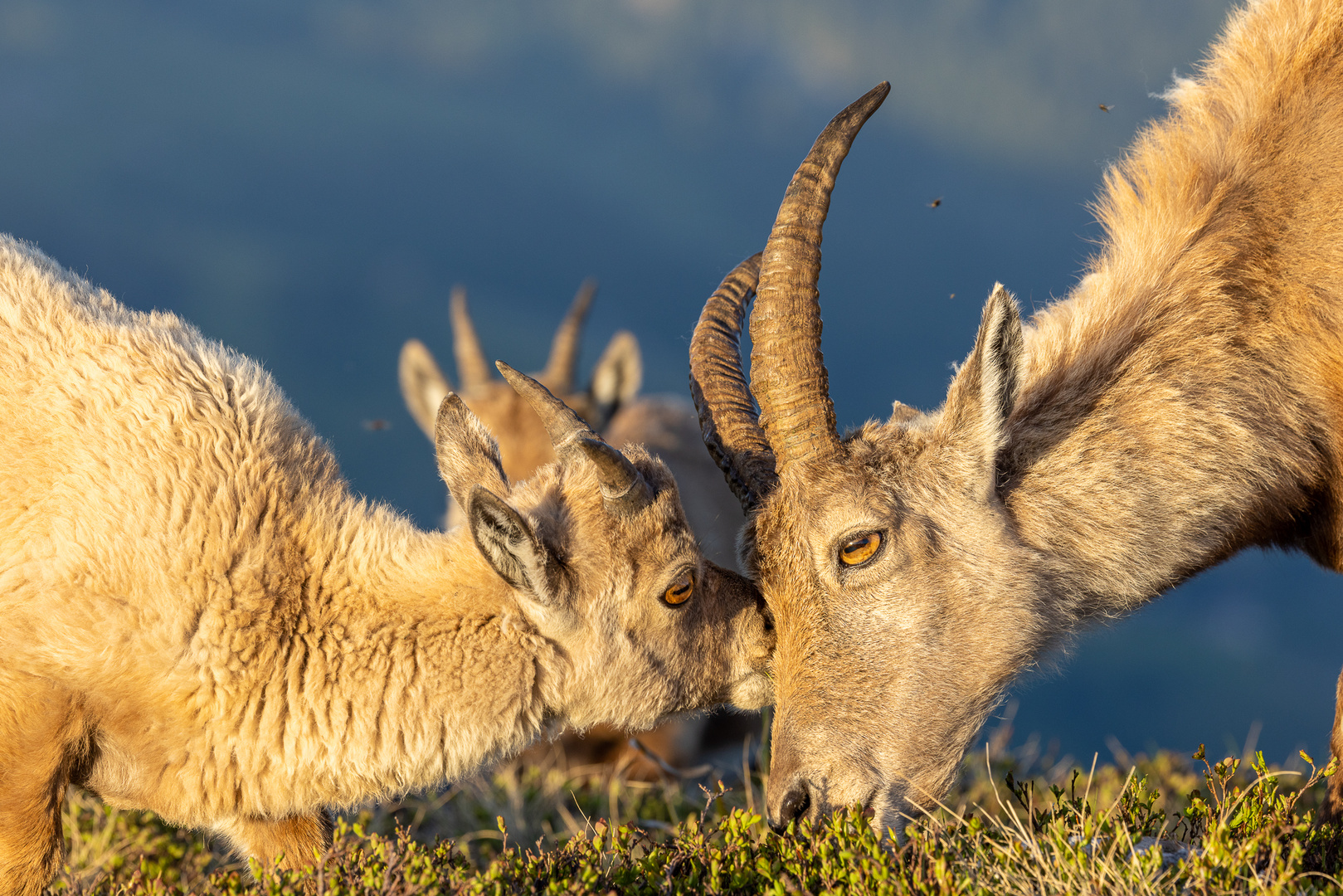 Muki I Foto & Bild | tiere, wildlife, säugetiere Bilder auf fotocommunity