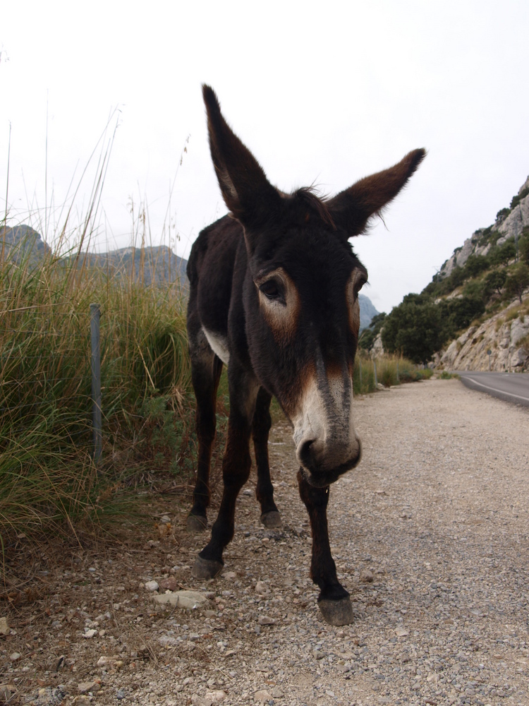 Muli Foto & Bild | tiere, haustiere, pferde, esel, maultiere Bilder auf ...