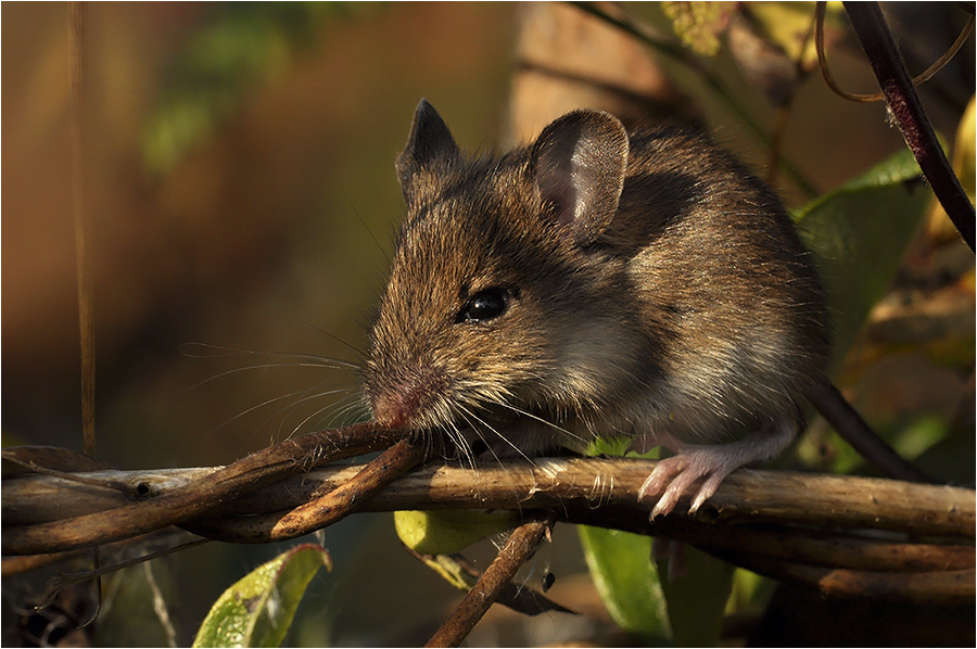 Mulot sylvestre photo et image | animaux, animaux sauvages, bovidés à l ...