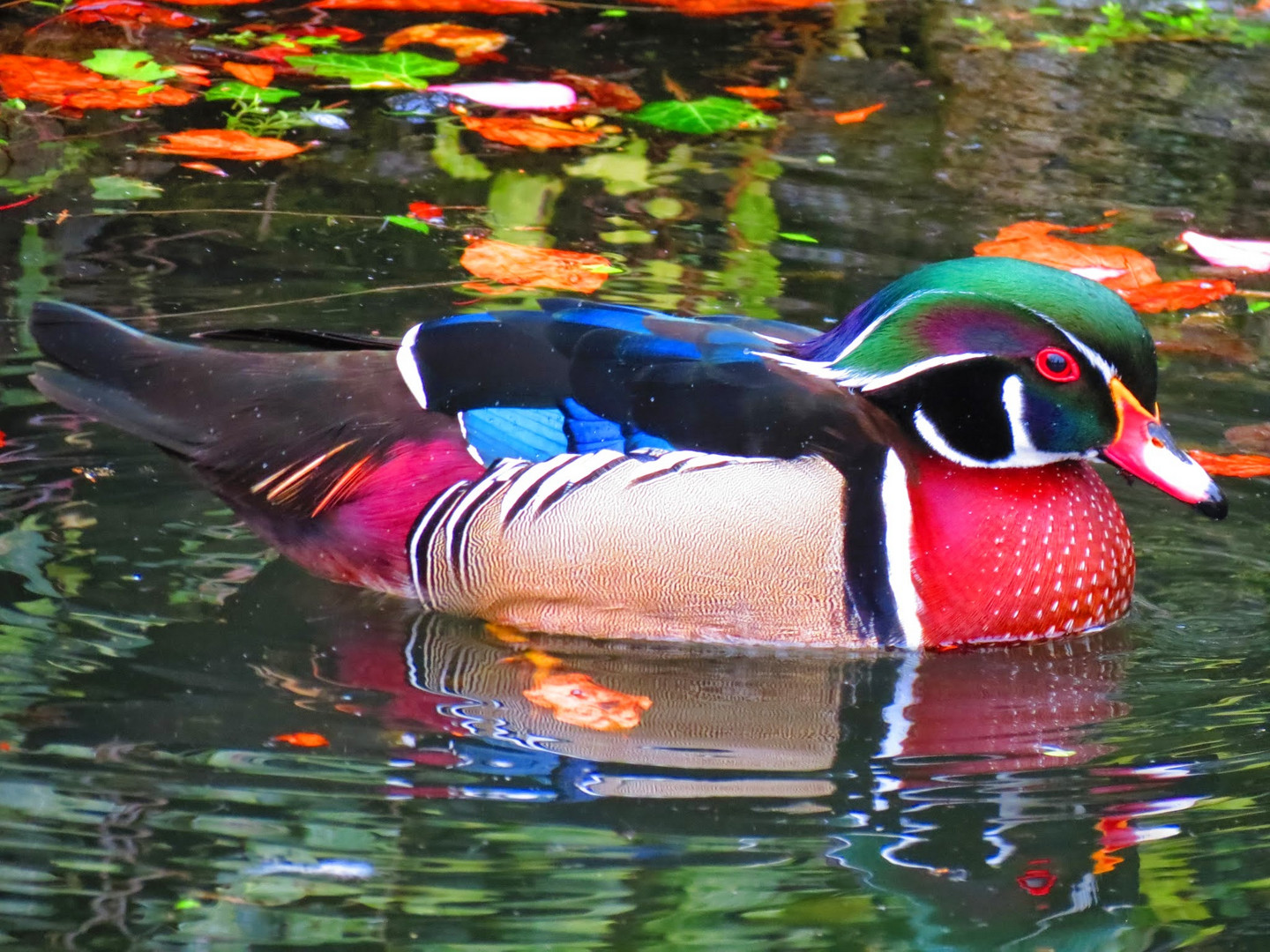 Multicolor photo et image | animaux, animaux sauvages, nature Images ...