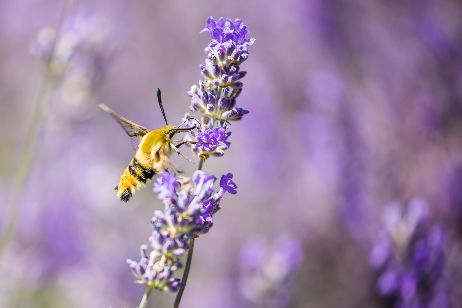 Multitasking... Foto & Bild | Bilder auf fotocommunity