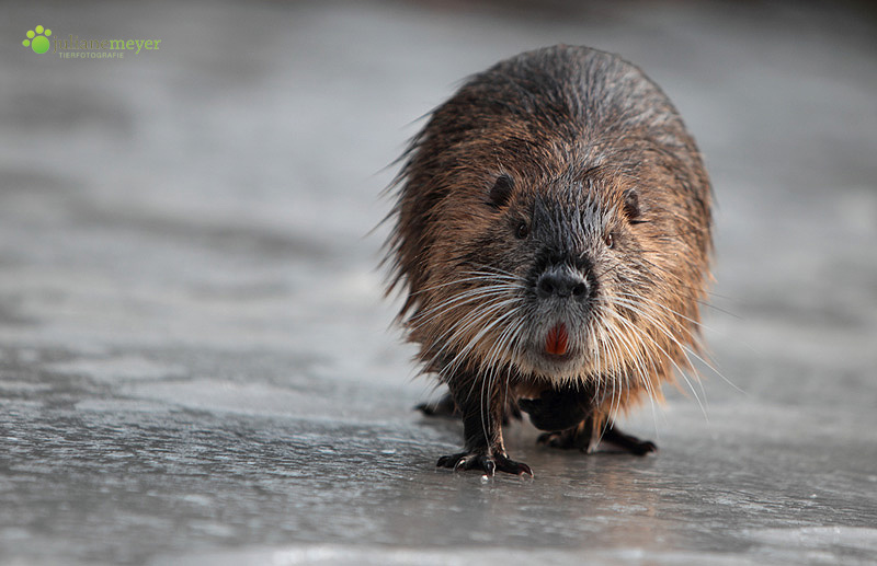 Mummel Foto & Bild | tiere, anderes, natur Bilder auf fotocommunity