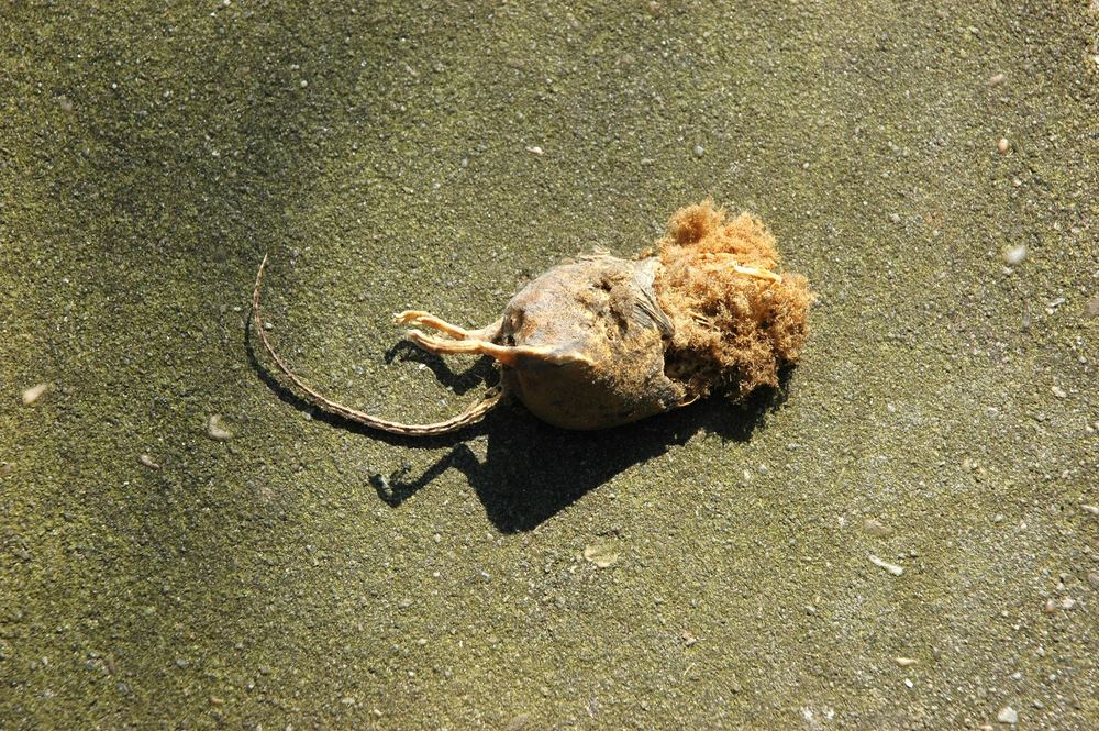 mummified mouse Foto & Bild | tiere, wildlife, säugetiere Bilder auf ...