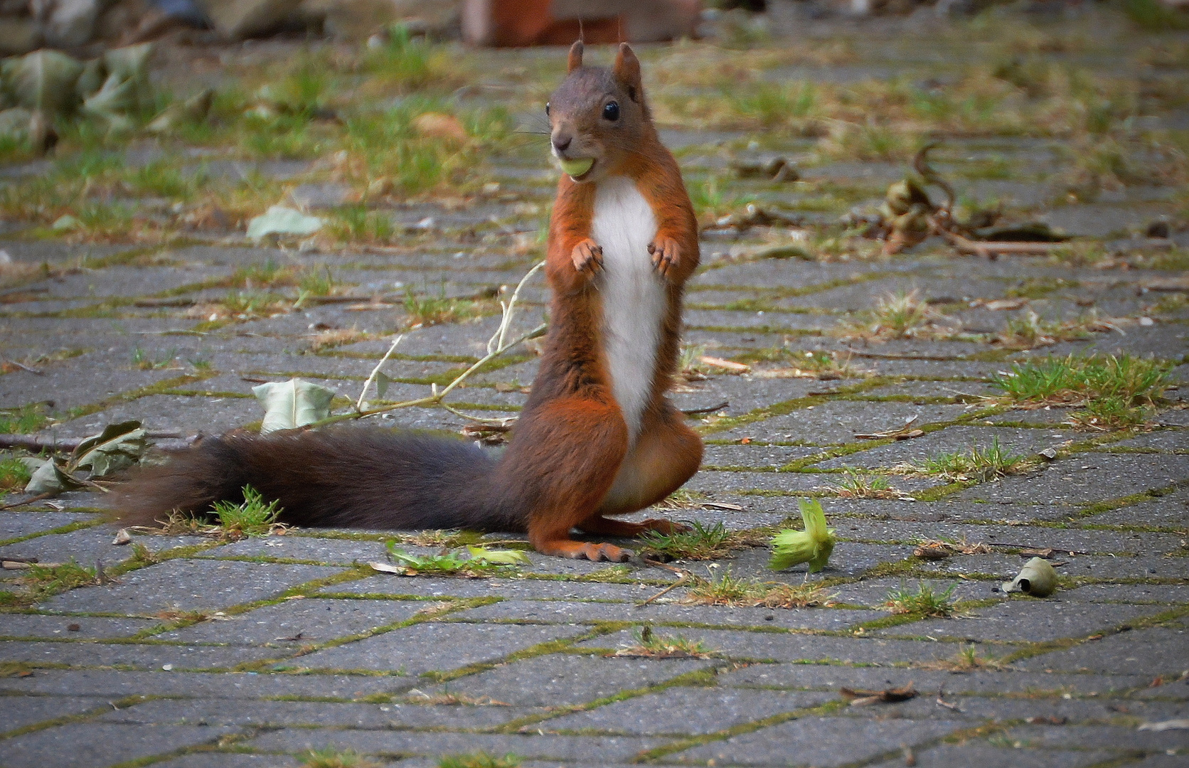 Mund voll...toll Foto & Bild | eichhörnchen, natur, tiere Bilder auf ...