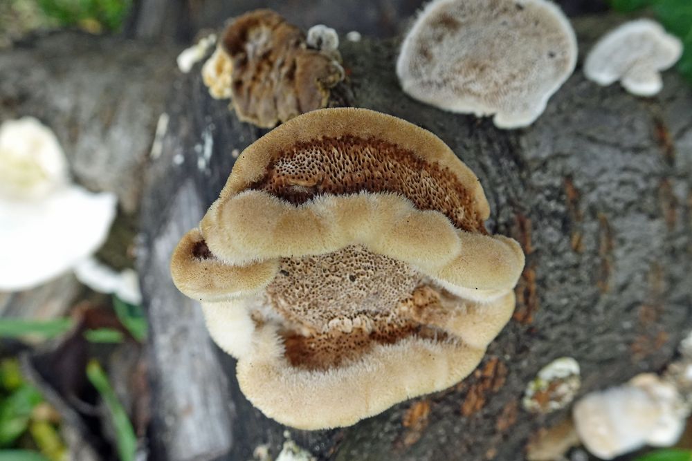 Mundpilz Foto & Bild | pflanzen, pilze & flechten, pilze & flechten ...