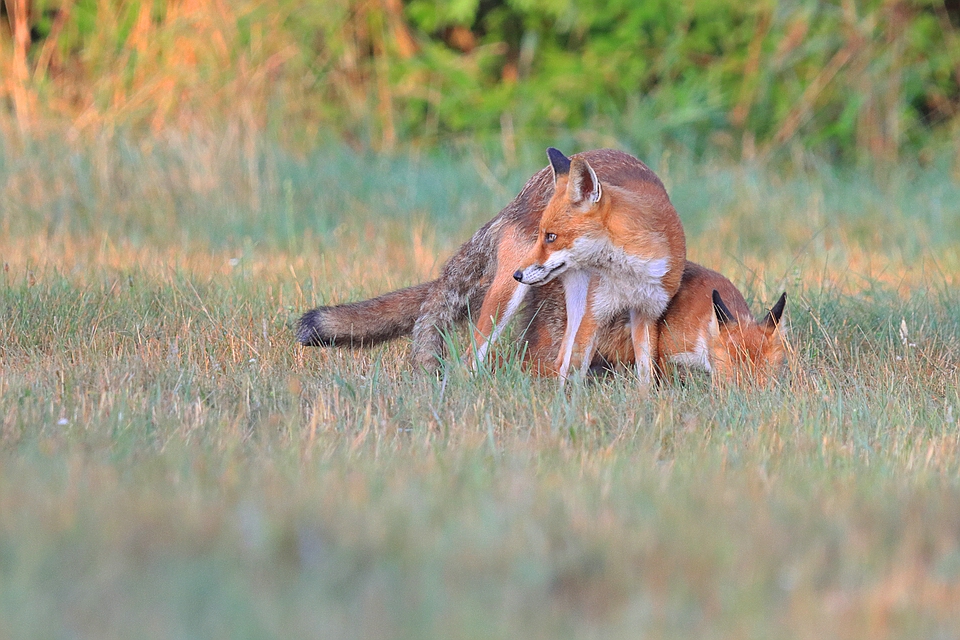 Mundraub Foto & Bild | natur, tiere, wildlife Bilder auf fotocommunity