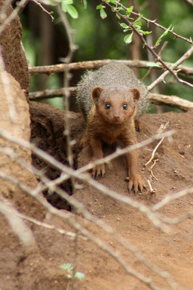 Mungo (Manguste) in Kenia Foto & Bild | world, natur, afrika Bilder auf ...