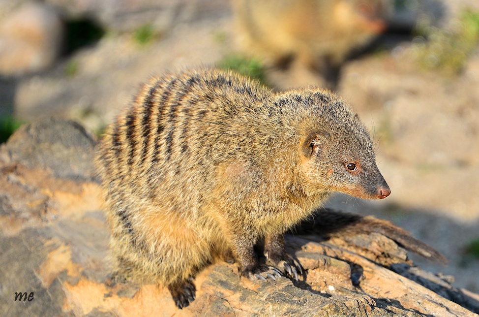 Mungos Mungo Foto & Bild | usertreffen+veranstaltungen, stuttgart ...