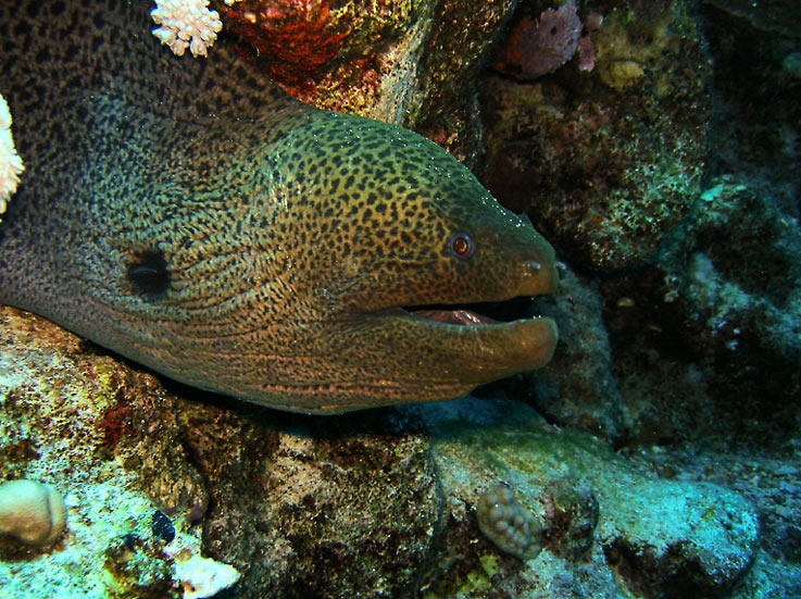 Muräne Foto & Bild | tiere, wildlife, fische Bilder auf fotocommunity