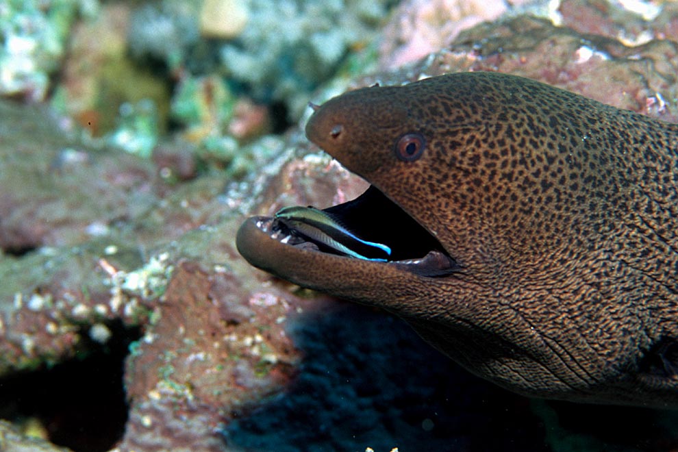 Muräne mit Putzerfisch Foto & Bild | tiere, wildlife, fische Bilder auf ...