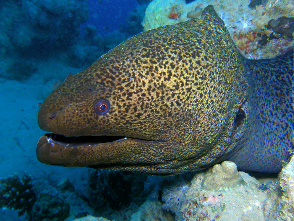 Muräne Rotes Meer Foto & Bild | tiere, wildlife, fische Bilder auf ...
