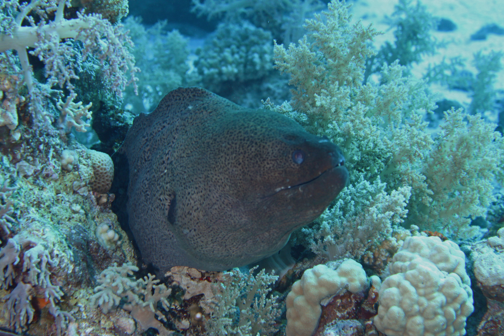 Muräne, Rotes Meer, Ägypten Foto & Bild | tiere, wildlife, fische ...