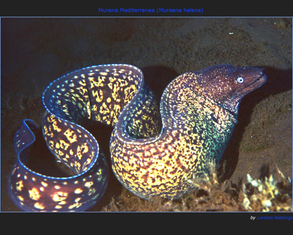 Murena mediterranea (Muraena helena) Foto % Immagini| sport, fotografia ...
