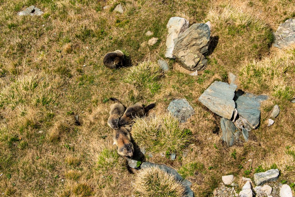 Murmel Foto & Bild | europe, Österreich, tiere Bilder auf fotocommunity