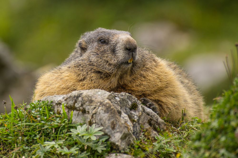 Murmel Foto & Bild | sony-fotowettbewerb, contest Bilder auf fotocommunity