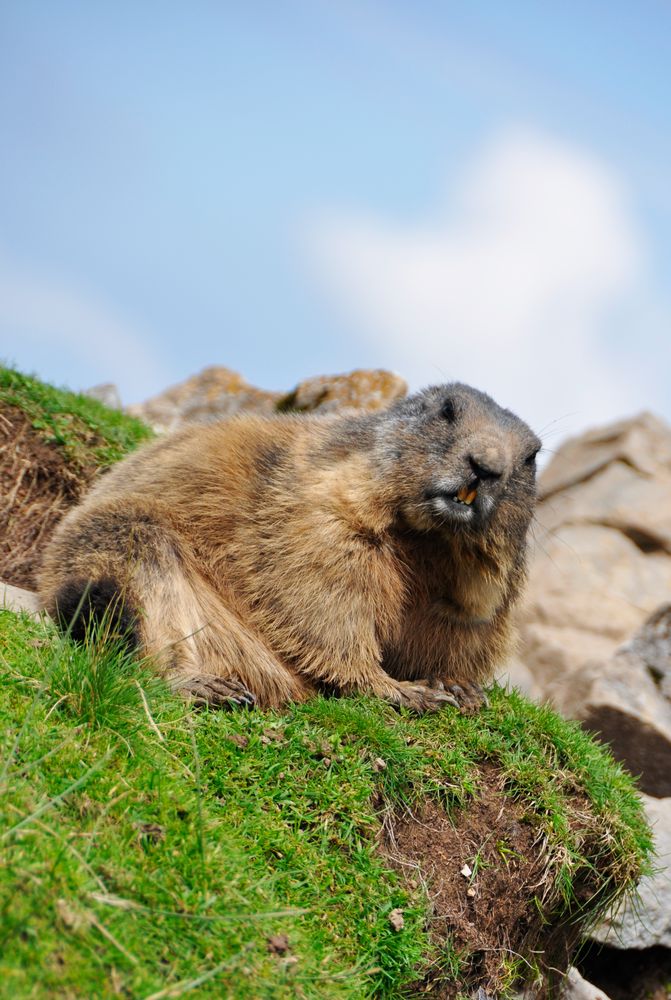 Murmel, murmel, murmel..... Foto & Bild | säugetiere wild, natur ...