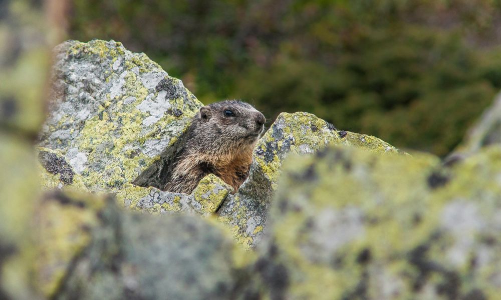 Murmeli Foto & Bild | tiere, fels, vorwitzig Bilder auf fotocommunity