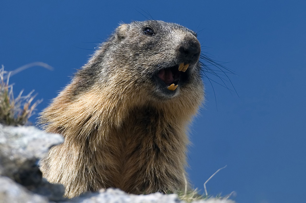 Murmeli Foto & Bild | tiere, wildlife, säugetiere Bilder auf fotocommunity